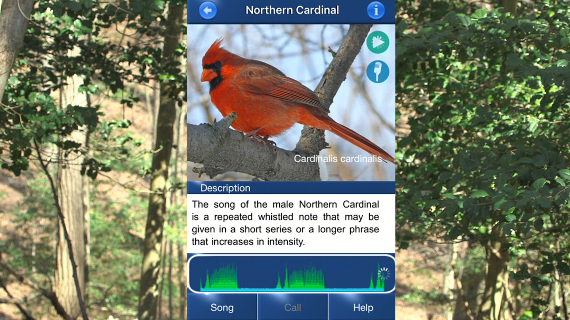 Bird Song - Listen and Record to Identify Birdsong | NewsWatch Review